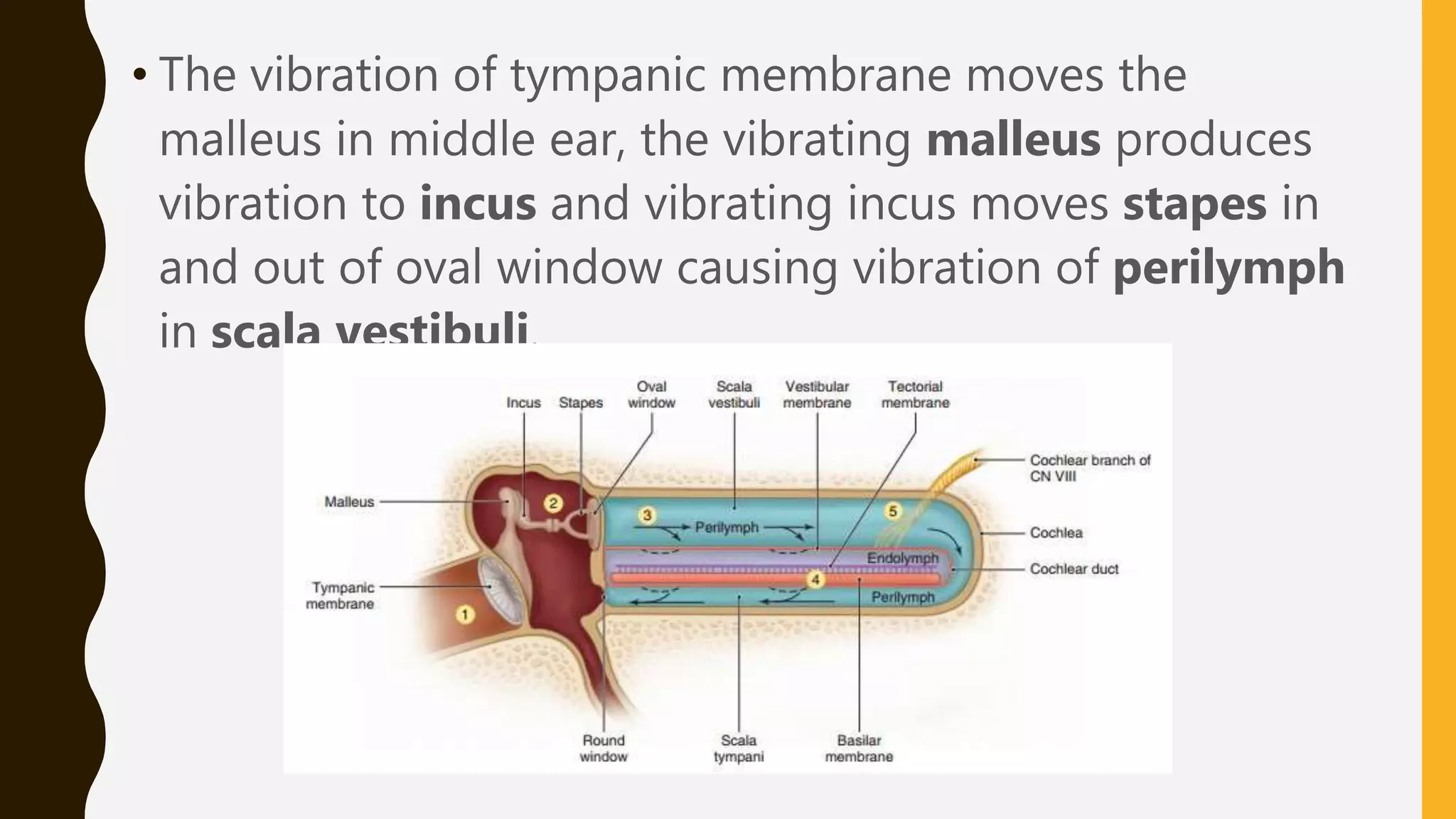 Hearing and vestibular system - simple basics | PPTX