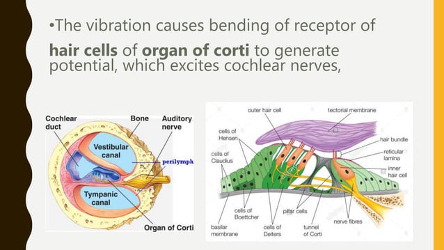 Hearing and vestibular system - simple basics | PPTX