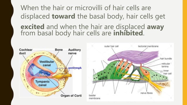 Hearing and vestibular system - simple basics | PPTX