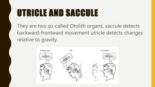 Hearing and vestibular system - simple basics | PPTX