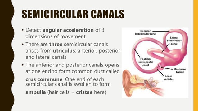 Hearing and vestibular system - simple basics | PPTX