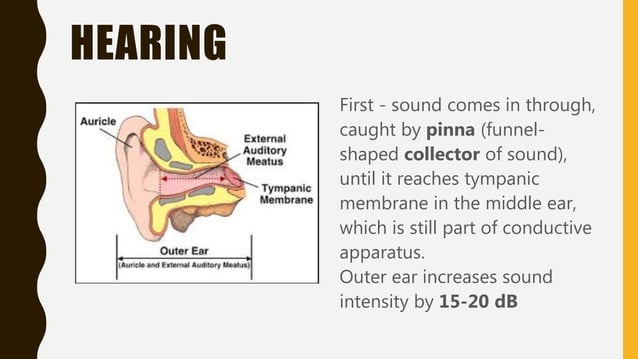 Hearing and vestibular system - simple basics | PPTX