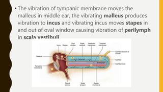 Hearing and vestibular system - simple basics | PPTX