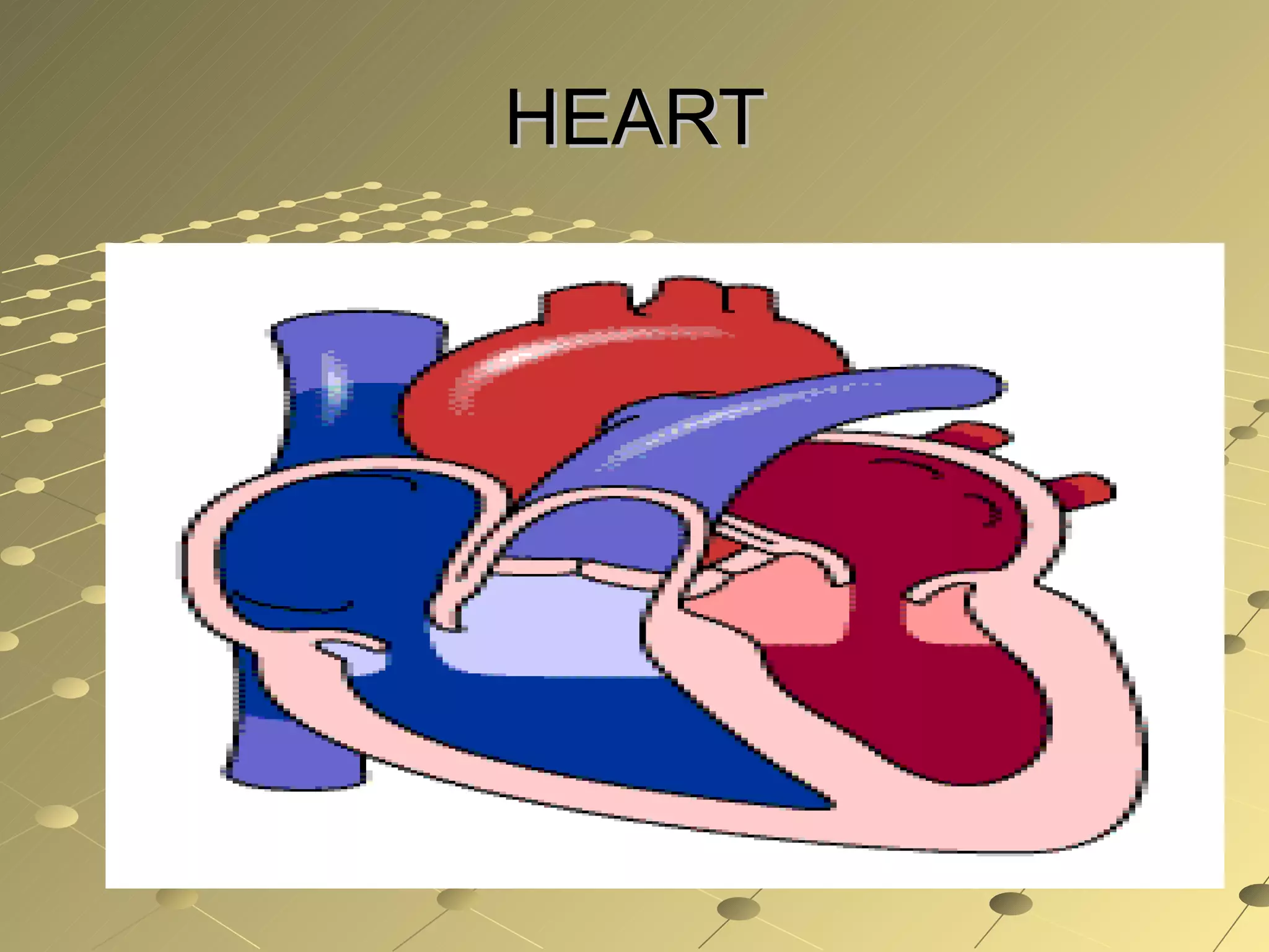 The human heart | PPT