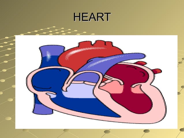 The human heart | PPT