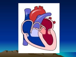 The human heart | PPT