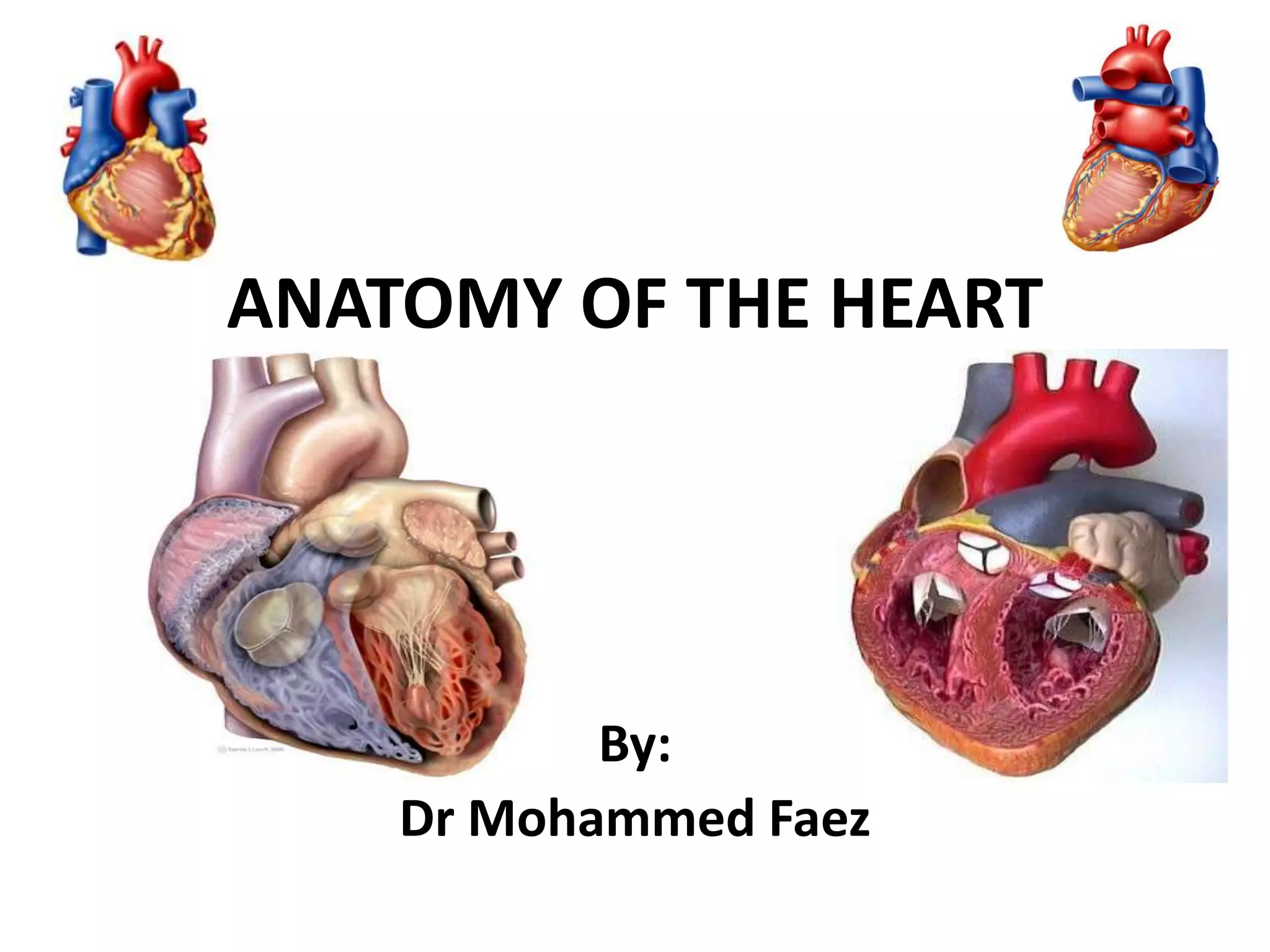 Anatomy And Physiology of Human Heart | PDF