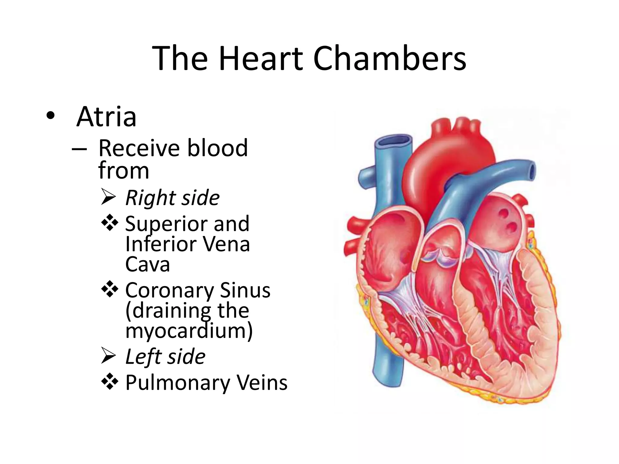 Anatomy And Physiology of Human Heart | PDF