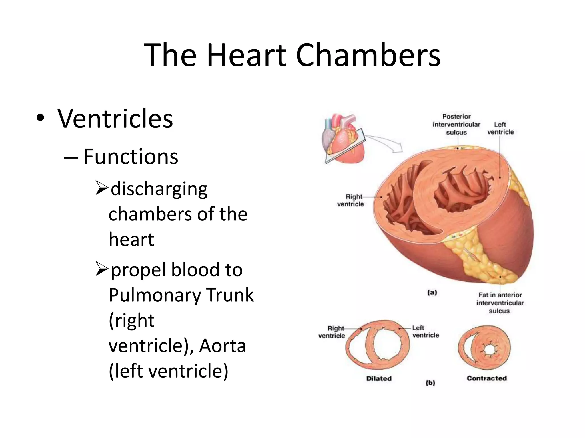 Anatomy And Physiology of Human Heart | PDF