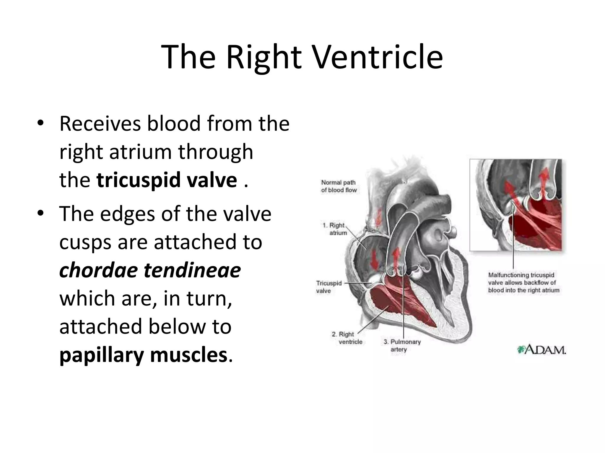 Anatomy And Physiology of Human Heart | PDF