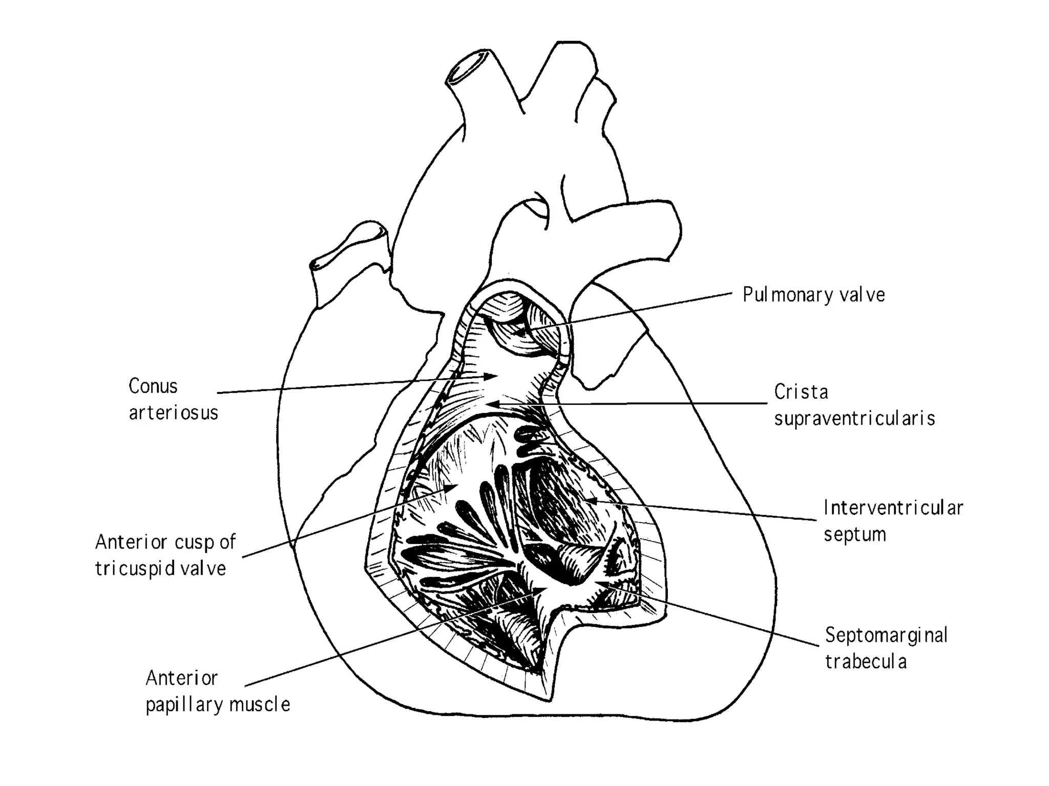 Anatomy And Physiology of Human Heart | PDF