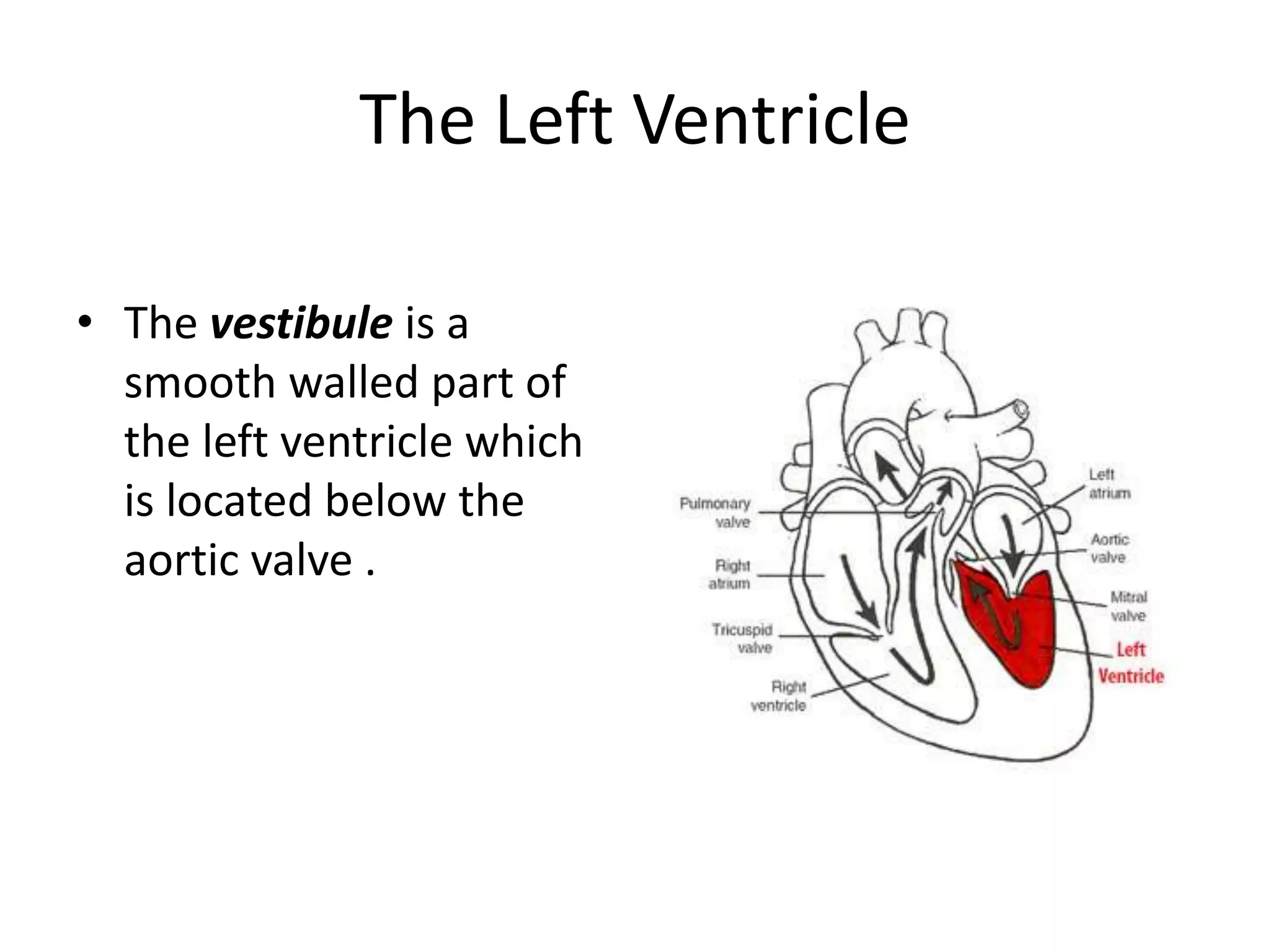 Anatomy And Physiology of Human Heart | PDF