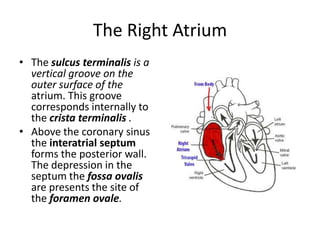 Anatomy And Physiology of Human Heart | PDF
