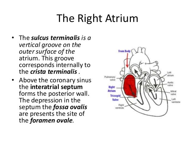 Anatomy And Physiology of Human Heart
