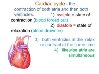 Human Heart and its function | PPTX