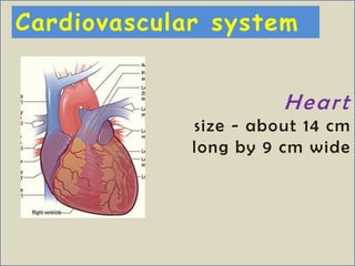 Human Heart and its function | PPTX