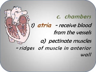 Human Heart and its function | PPTX
