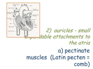 Human Heart and its function | PPTX