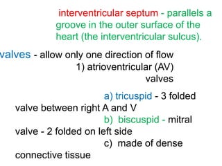 Human Heart and its function | PPTX