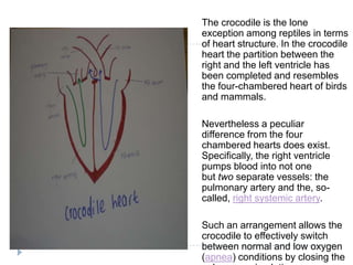 Alligator Heart Anatomy
