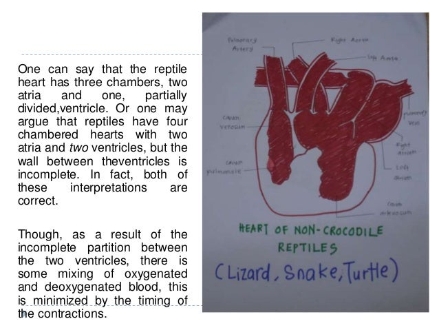6 Best Images Of Turtle Heart Diagram Reptile Heart