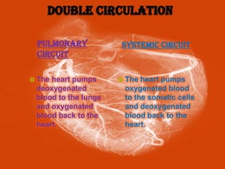 human circulatory system | PPTX