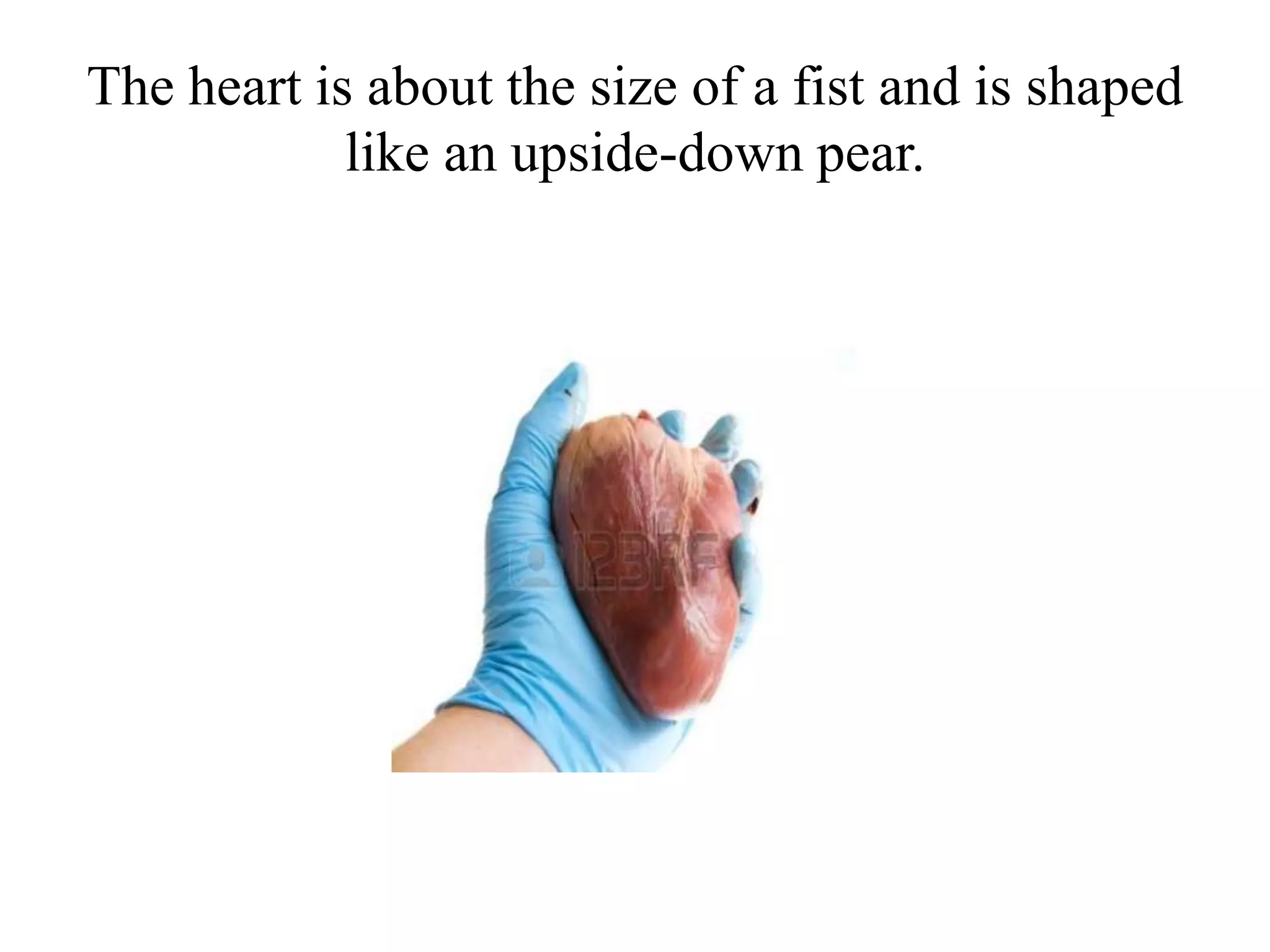 Heart | PPT