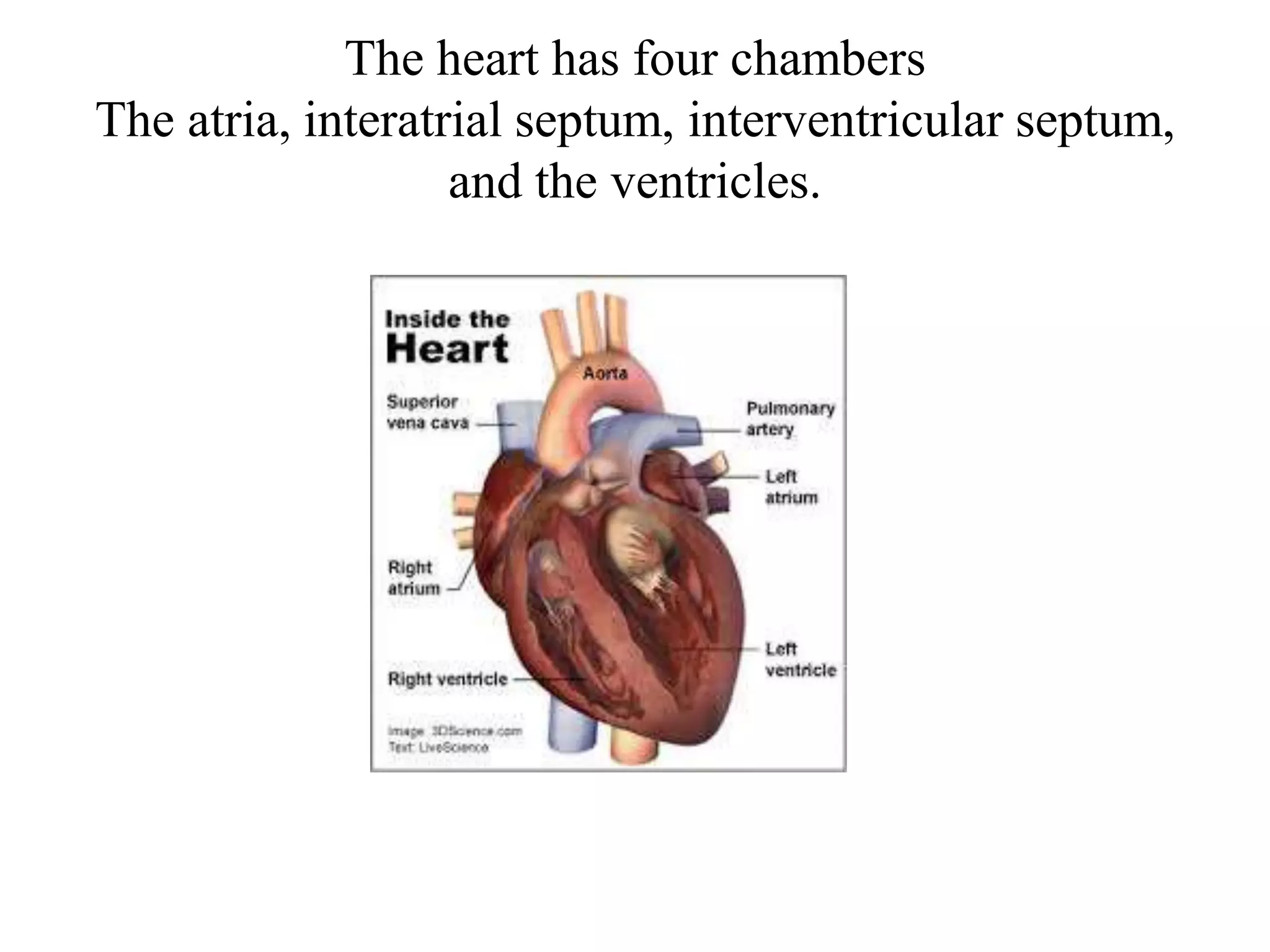 Heart | PPT