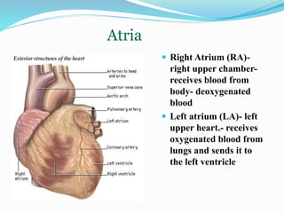 Heart Powerpoint Presentation | PPSX