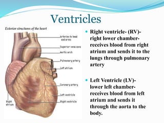 Heart Powerpoint Presentation | PPSX