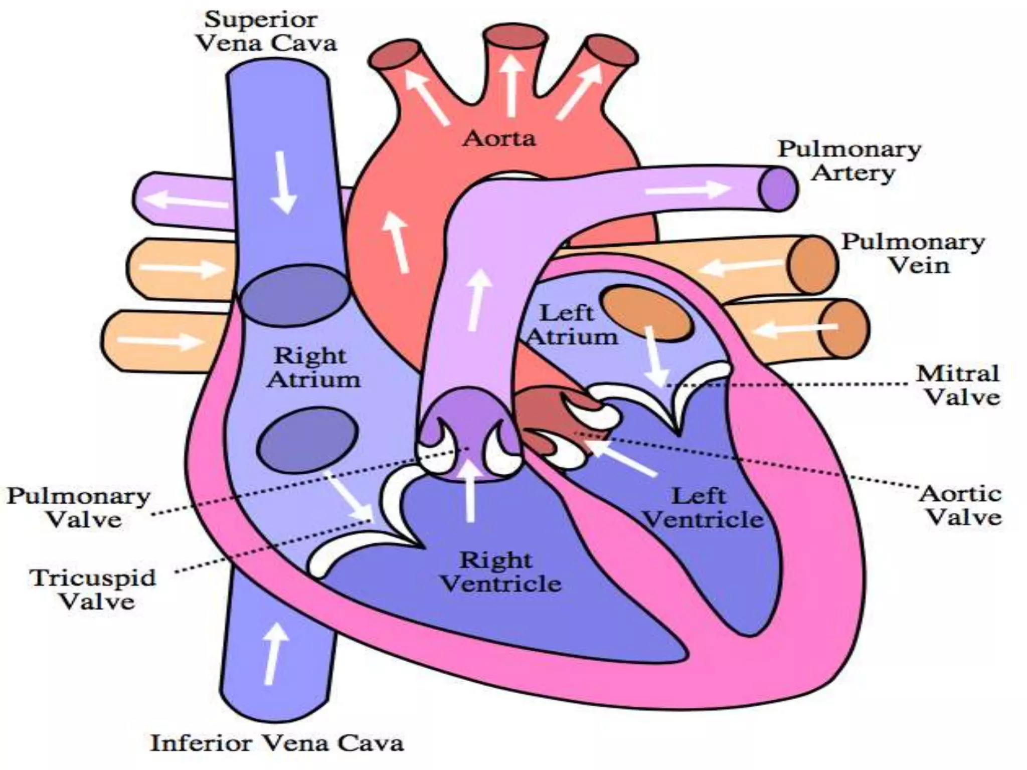 IGCSE - The heart | PPTX