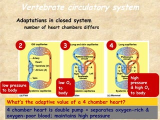 Heart | PPT