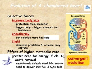 Heart | PPT | Heart and Cardiovascular Diseases | Diseases and Conditions