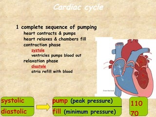Heart | PPT