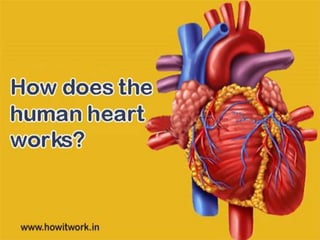How does the human heart works? | PPTX