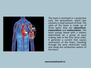 How does the human heart works? | PPTX