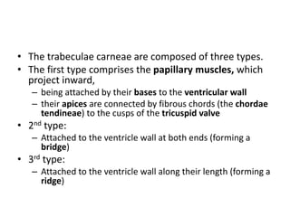 Types Of Trabeculae Carneae