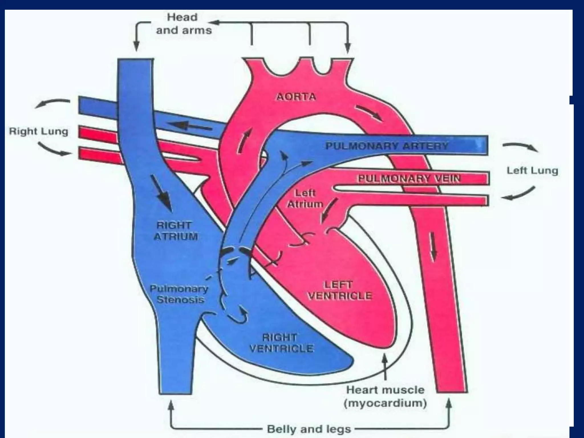 ANATOMY AND PHYSIOLOGY OF HEART | PPTX