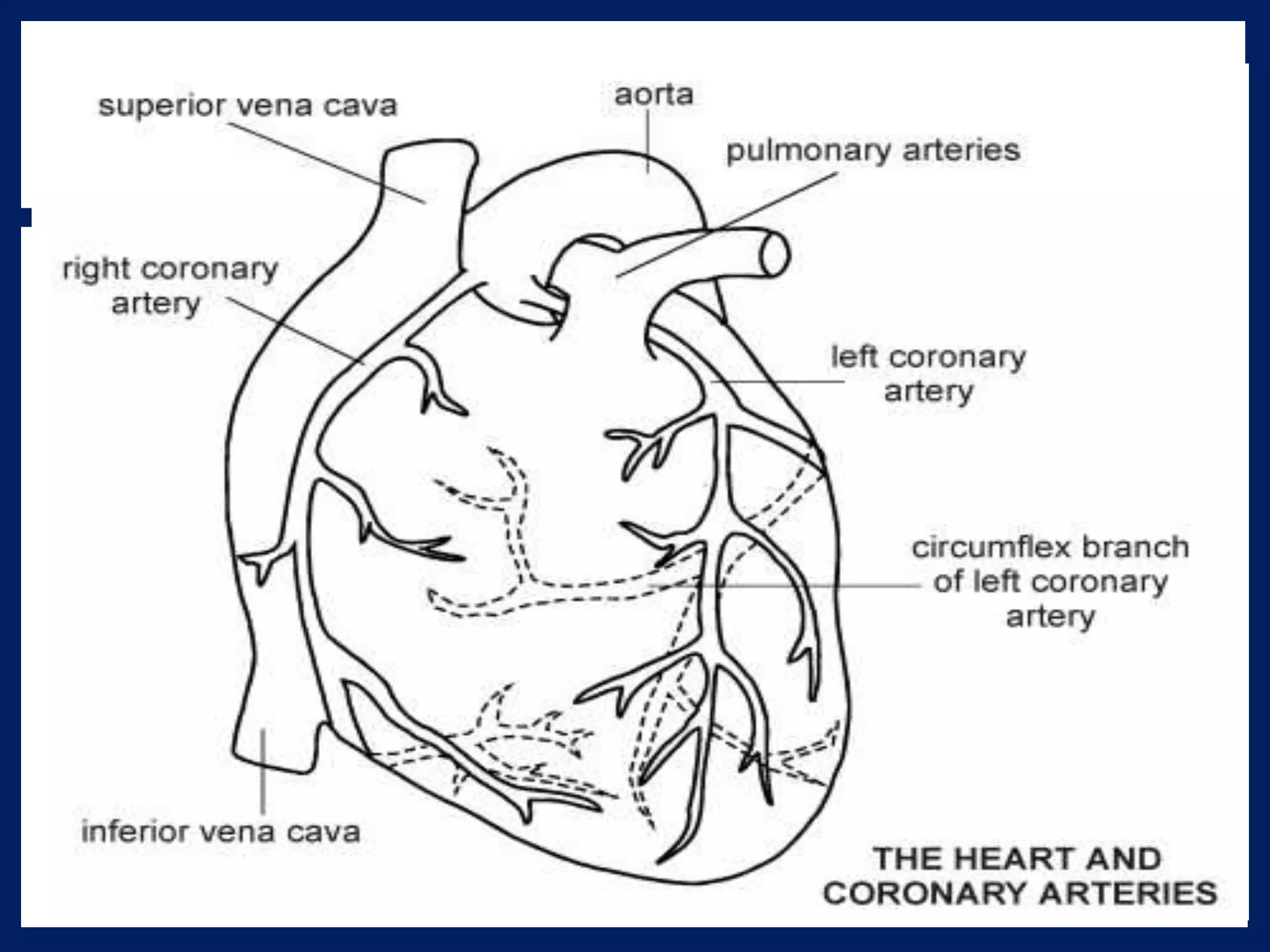ANATOMY AND PHYSIOLOGY OF HEART | PPTX
