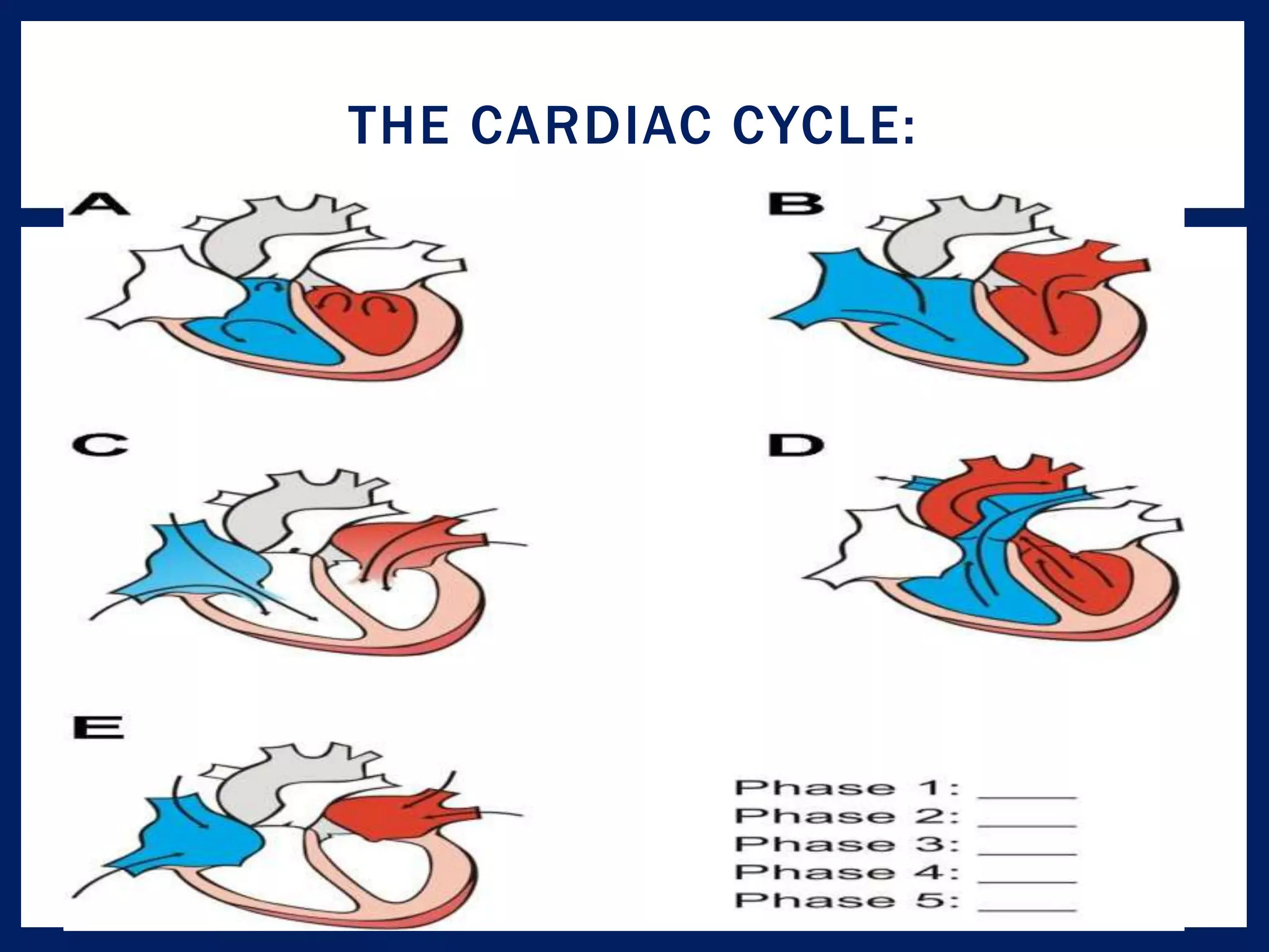 ANATOMY AND PHYSIOLOGY OF HEART | PPTX