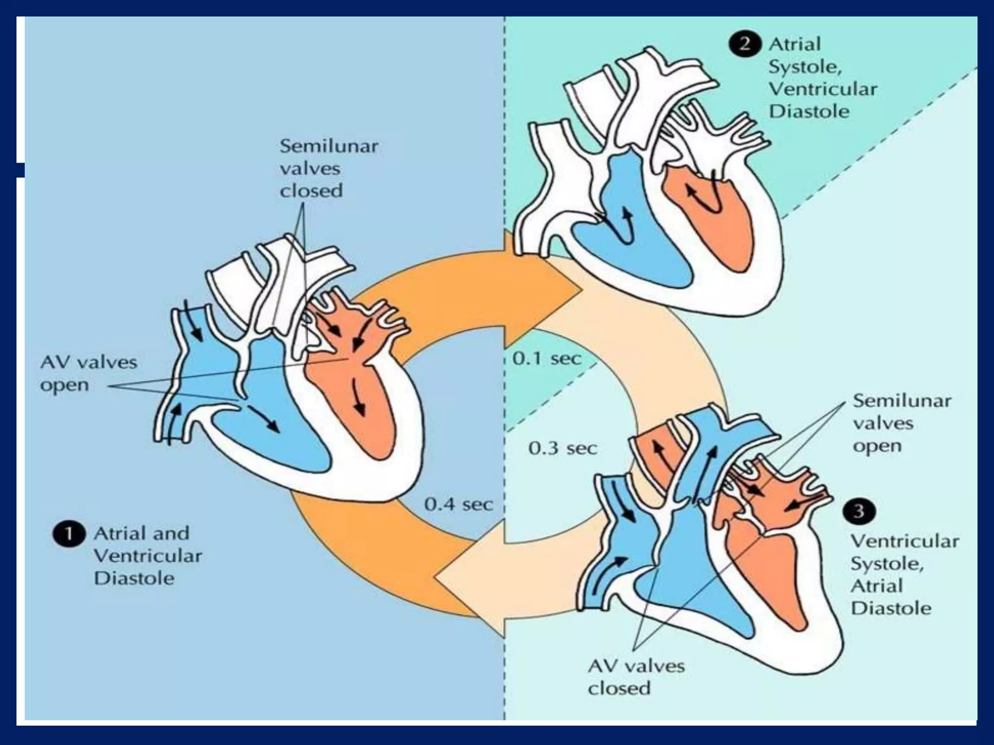 ANATOMY AND PHYSIOLOGY OF HEART | PPTX