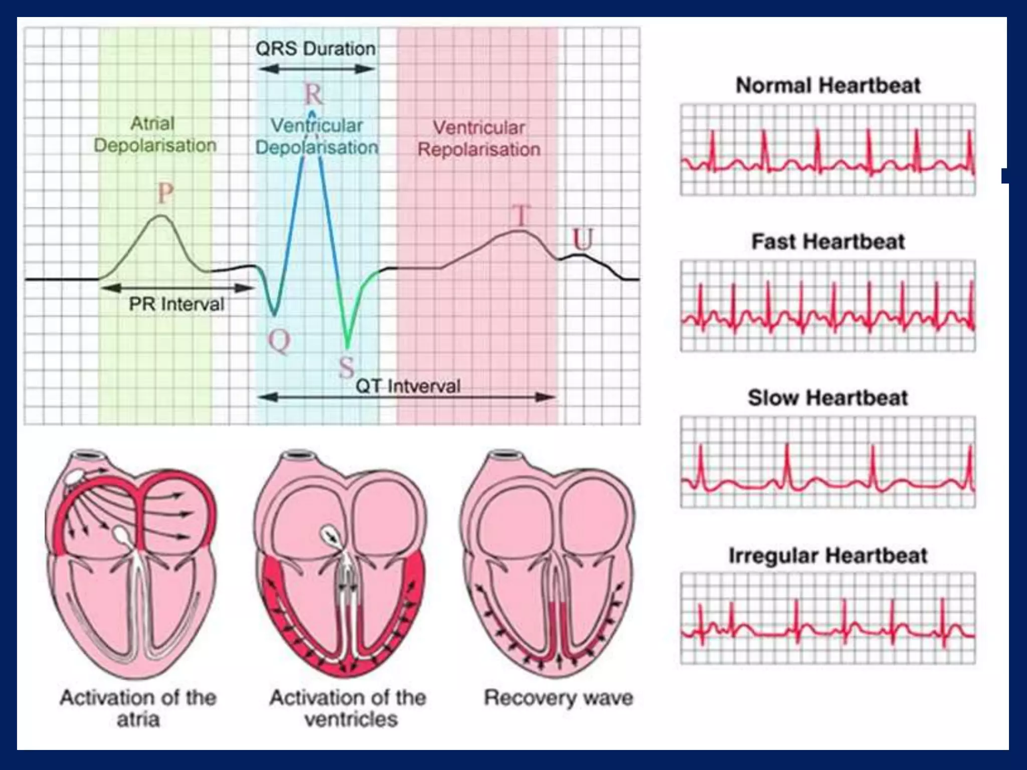 ANATOMY AND PHYSIOLOGY OF HEART | PPTX