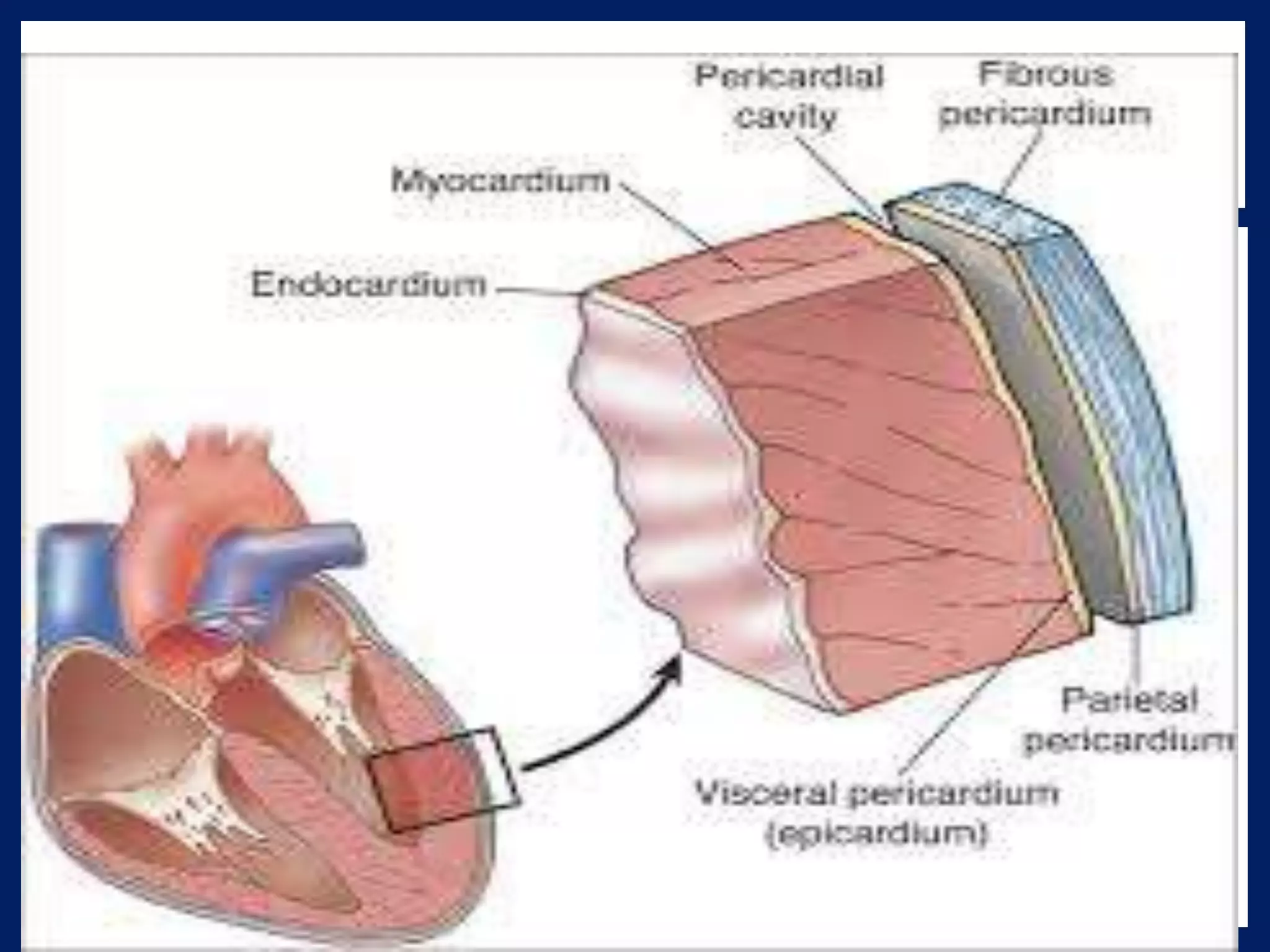 ANATOMY AND PHYSIOLOGY OF HEART | PPTX