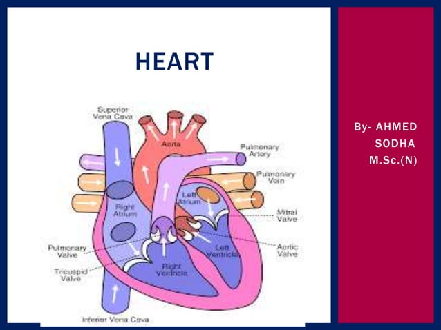 ANATOMY AND PHYSIOLOGY OF HEART | PPTX