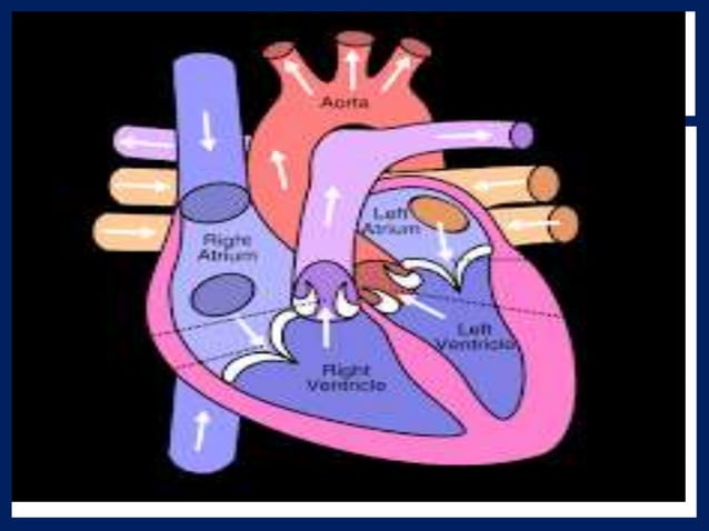 ANATOMY AND PHYSIOLOGY OF HEART | PPTX