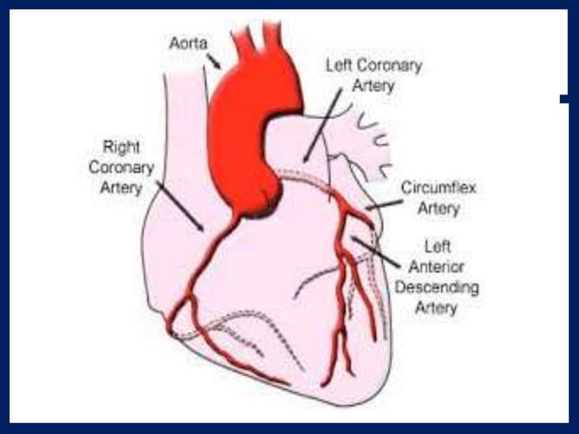 ANATOMY AND PHYSIOLOGY OF HEART | PPTX