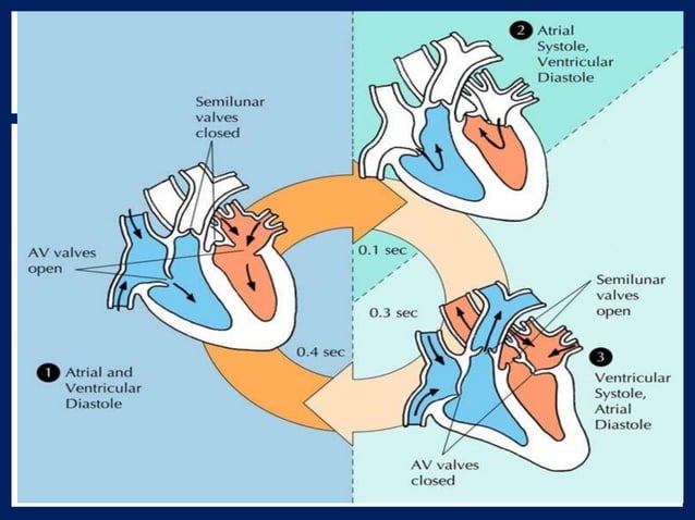 ANATOMY AND PHYSIOLOGY OF HEART | PPTX