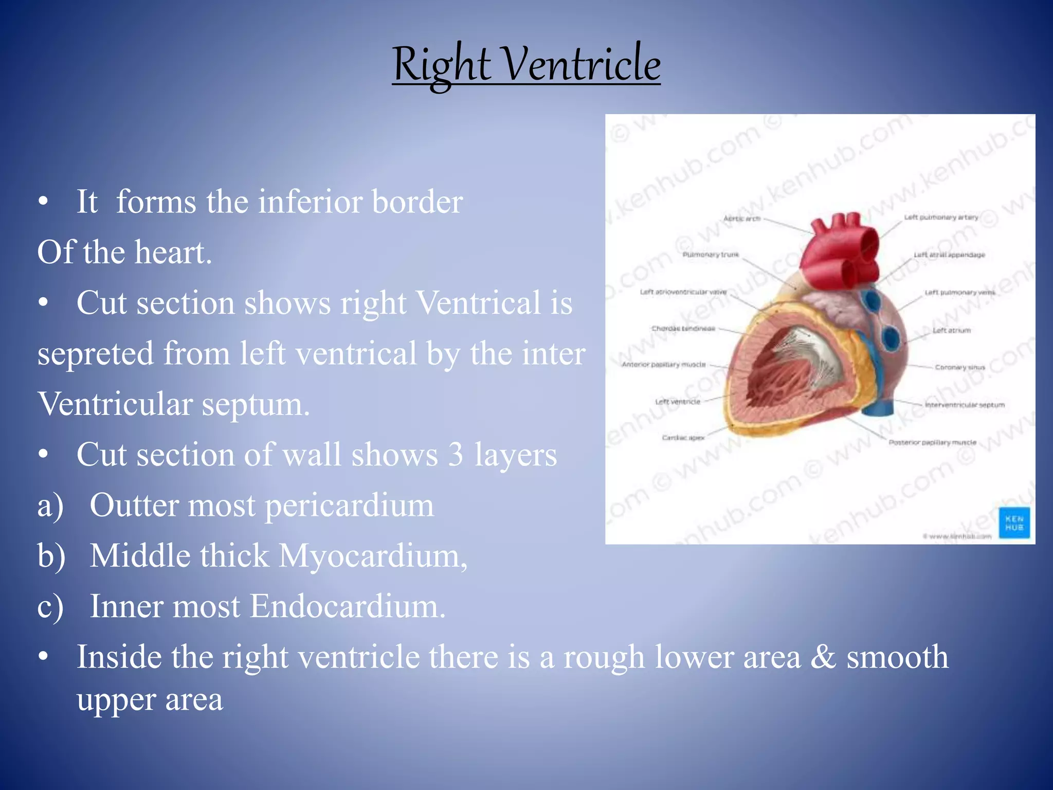 Anatomy and physiology of heart | PPTX