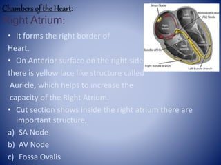 Anatomy and physiology of heart | PPTX