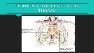 Heart | PPTX